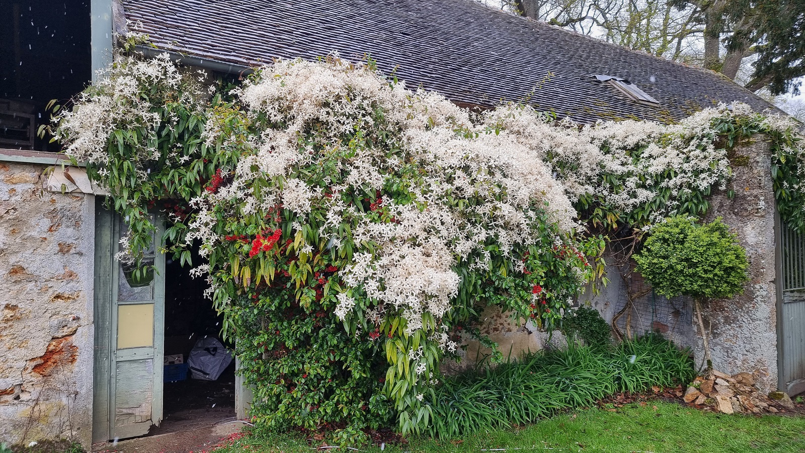 Comment cultiver une clématite armandii pour fleurir le printemps ...